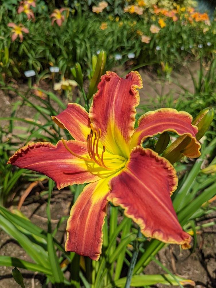Photo of the bloom of Daylily (Hemerocallis 'Super Alien Force') posted by Hembrain - Garden.org