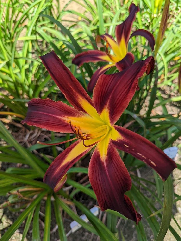 Photo of the bloom of Daylily (Hemerocallis 'Unshakable') posted by ...