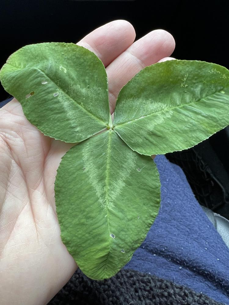 Mutant clover? in the Ask a Question forum - Garden.org
