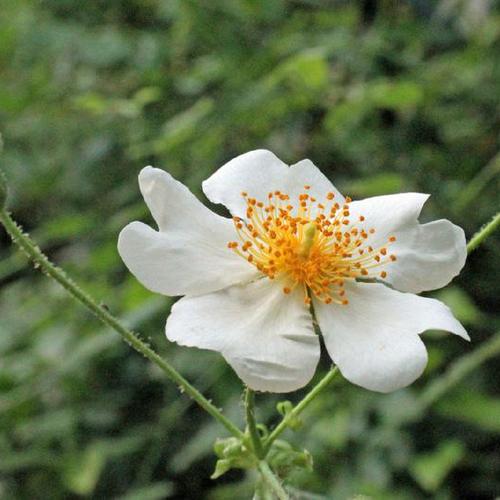 Evergreen Rose (Rosa sempervirens) in the Roses Database - Garden.org