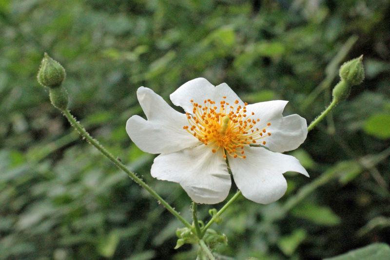 Evergreen Rose (Rosa sempervirens) in the Roses Database - Garden.org