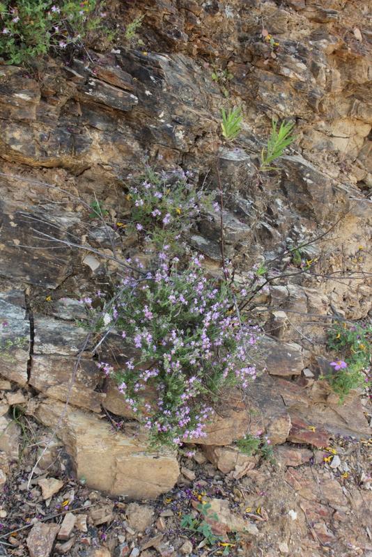Photo of the entire plant of Thyme-Leaved Savory (Satureja thymbra ...