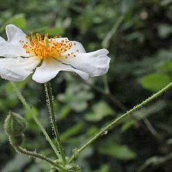 Evergreen Rose (Rosa sempervirens) in the Roses Database - Garden.org