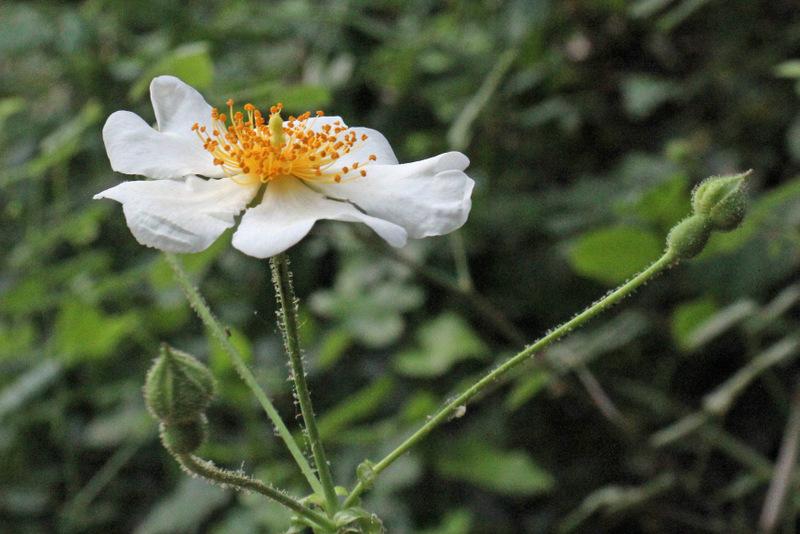 Photo of the bloom of Evergreen Rose (Rosa sempervirens) posted by ...