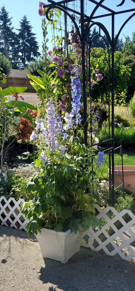Growing delphiniums in pots in the Perennials forum - Garden.org