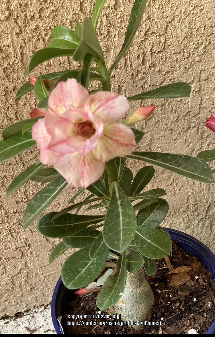 Unusual Caudex Revealed After Repotting in the Adeniums forum - Garden.org