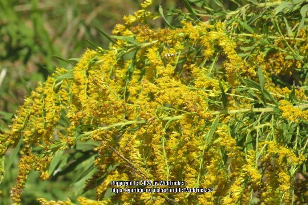 Photo of the bloom of Tall Goldenrod (Solidago altissima) posted by ...