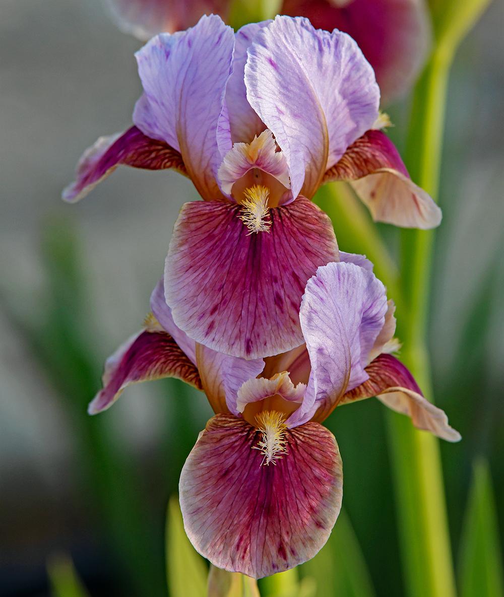 Photo of the bloom of Arilbred Iris (Iris 'Sizzle') posted by ...