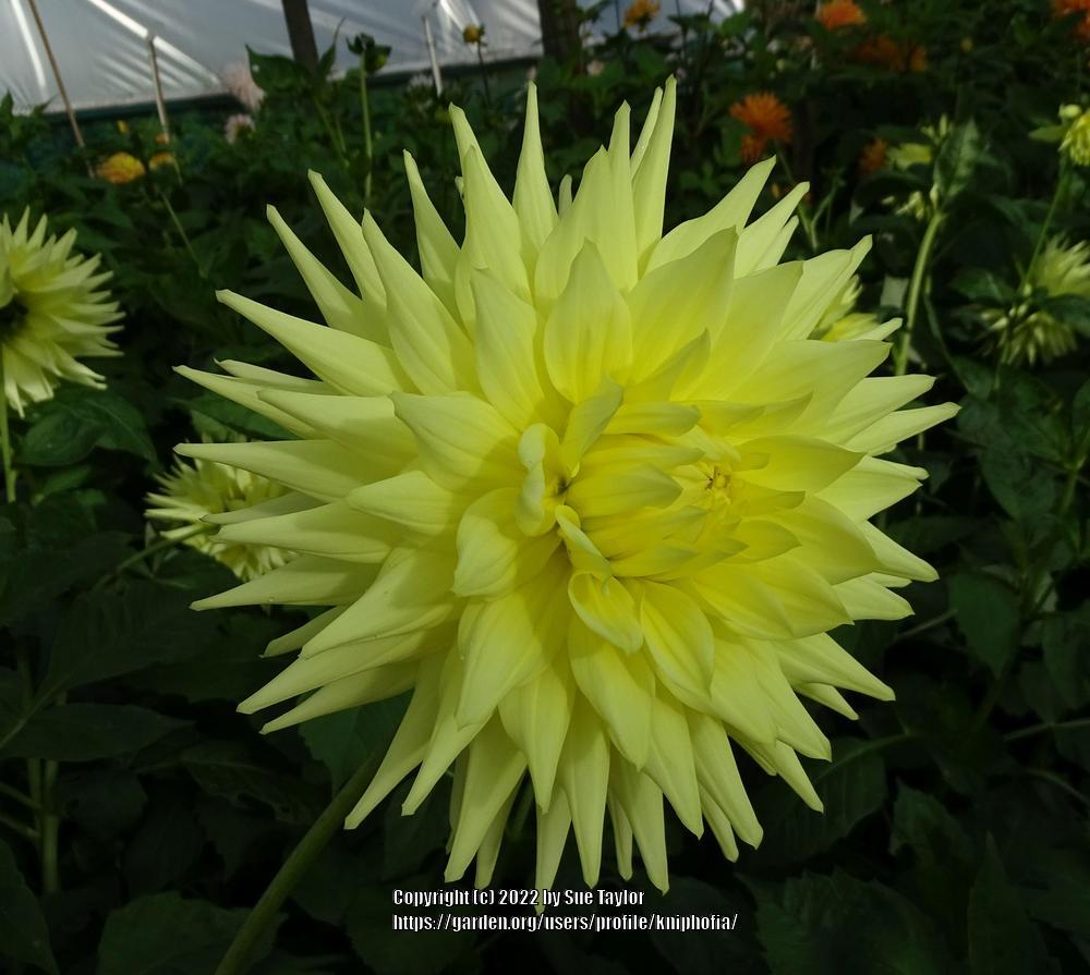 Photo of the bloom of Dahlia 'Hamari Accord' posted by kniphofia ...