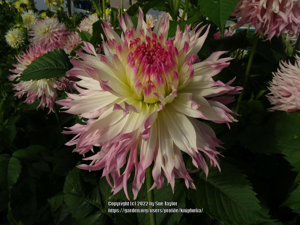 Photo of the bloom of Dahlia 'Nadia Ruth' posted by kniphofia - Garden.org