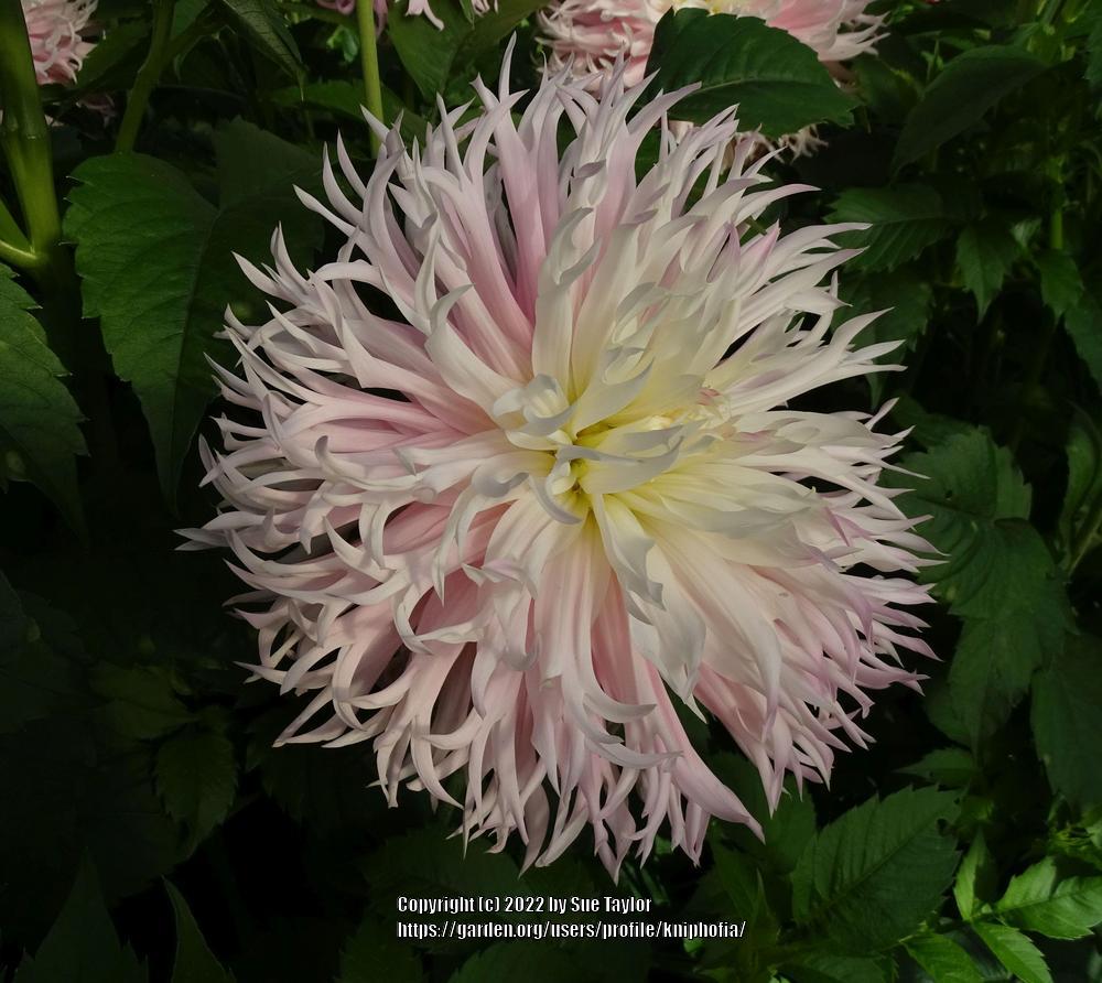 Photo of the bloom of Dahlia 'Nadia Ruth' posted by kniphofia - Garden.org