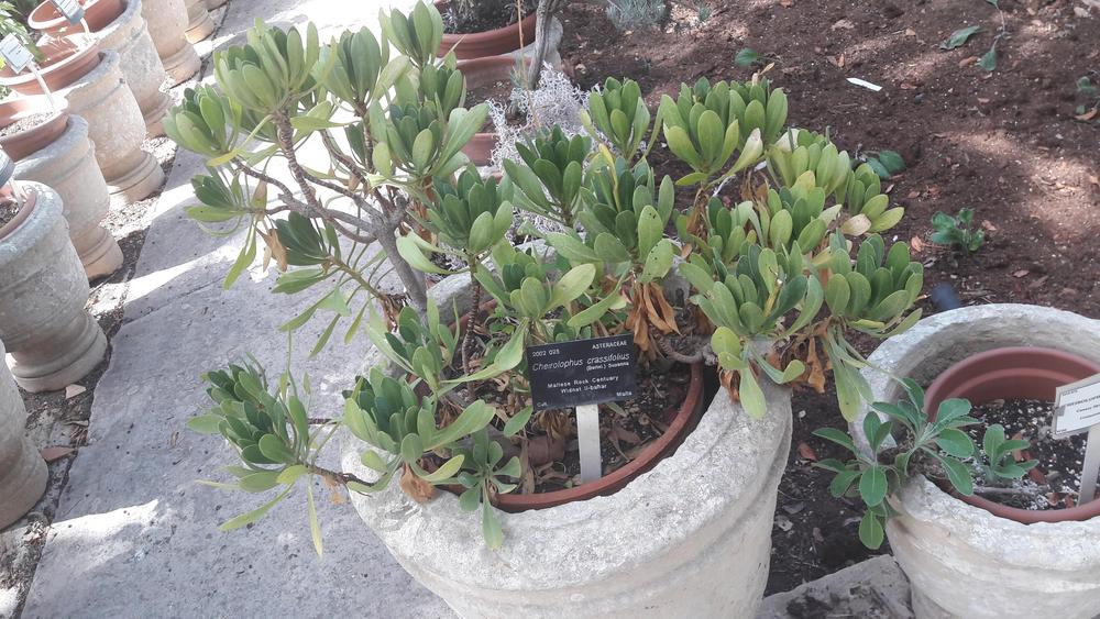 Maltese Rock Centaury (Cheirolophus crassifolius) - Garden.org