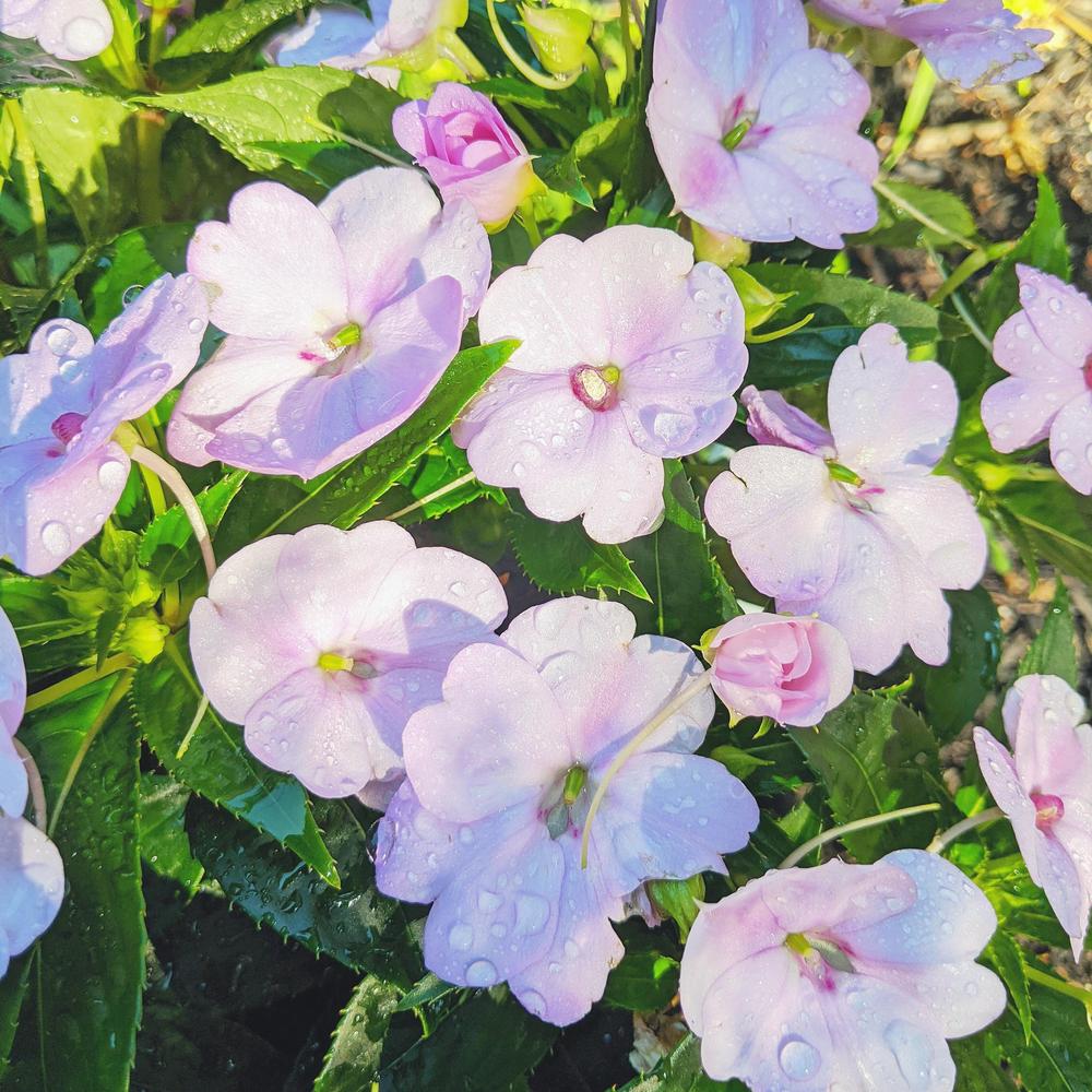 How to keep impatiens indoors? in the Annuals forum - Garden.org