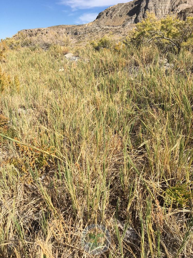 Photo of the entire plant of Inland Saltgrass (Distichlis spicata ...