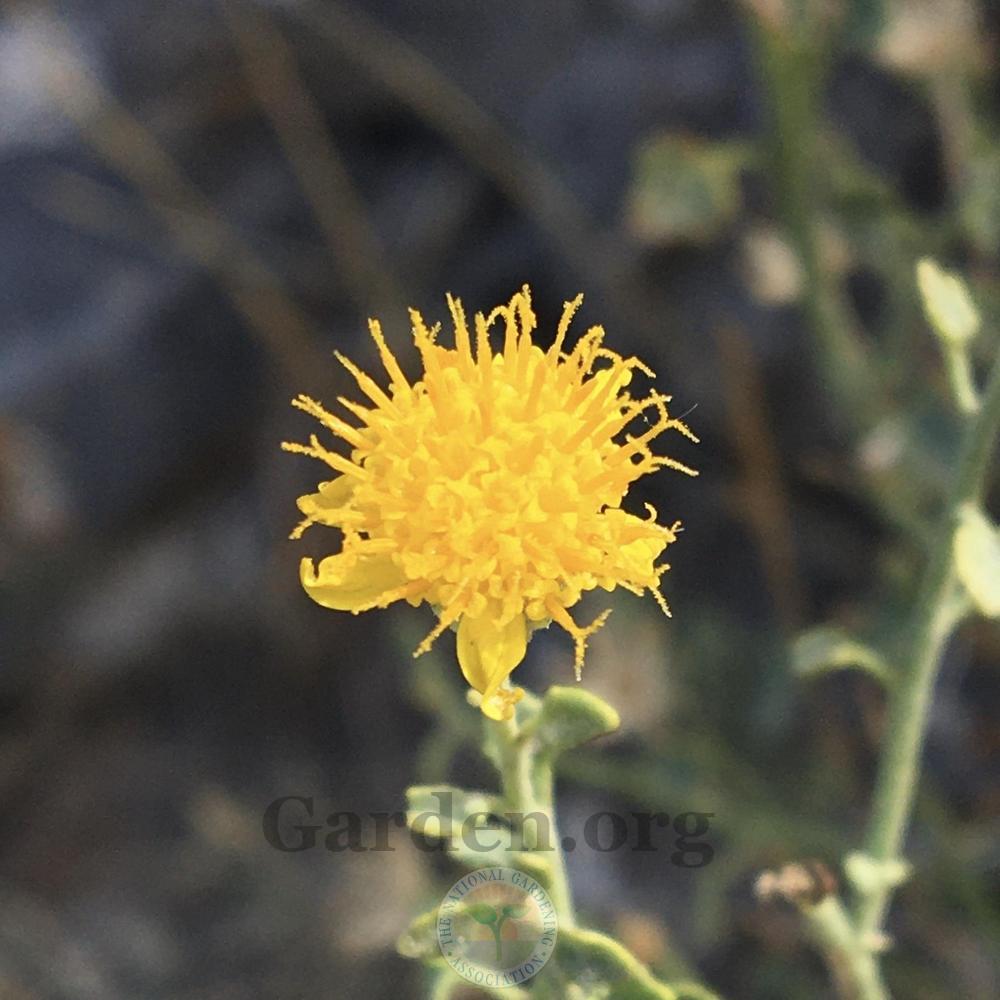 Photo of the bloom of Stansbury's Rock Daisy (Perityle stansburyi ...