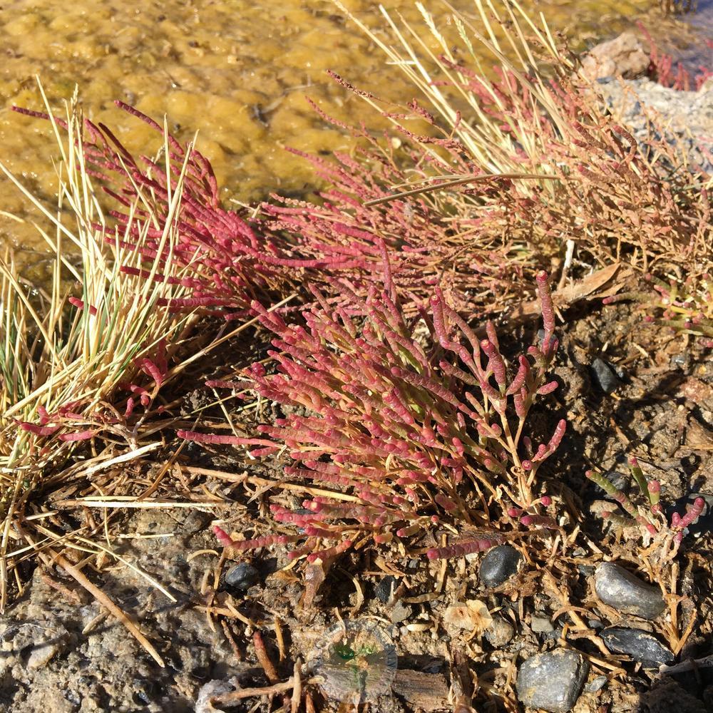 Photo of the fall color of Red swampfire (Salicornia rubra) posted by ...