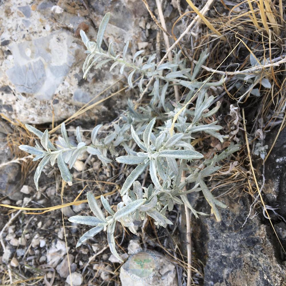 Photo of the leaves of White Sagebrush (Artemisia ludoviciana subsp. albula) posted by ...
