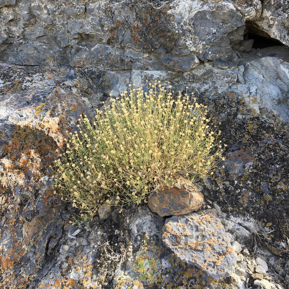 Photo of the habitat view of Stansbury's Rock Daisy (Perityle ...