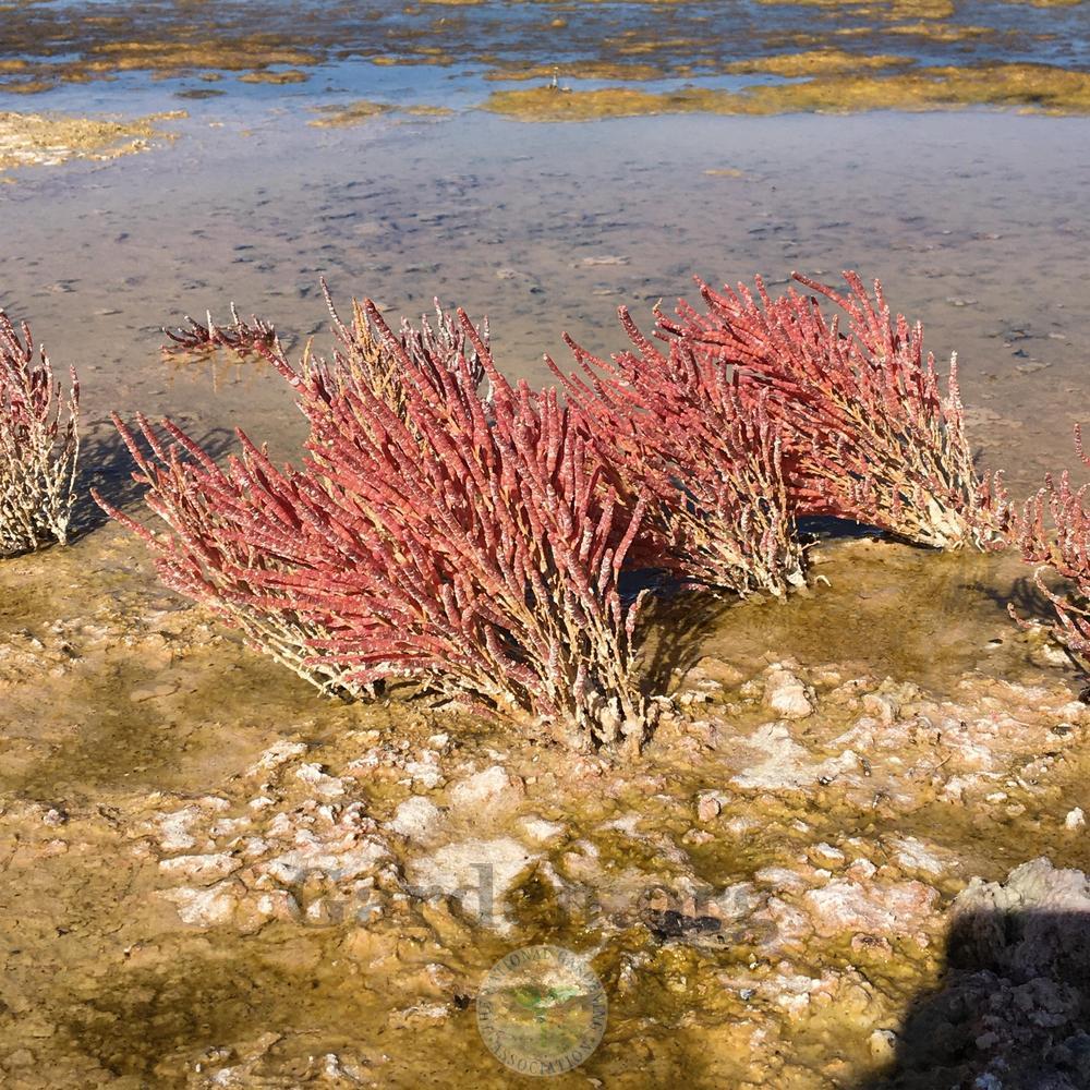 Red swampfire (Salicornia rubra) - Garden.org