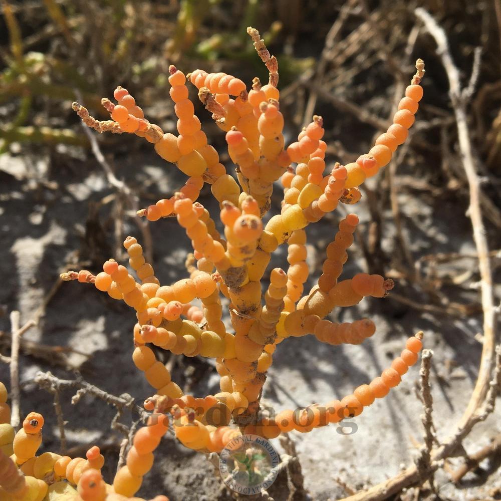 Photo of the fall color of Iodinebush (Allenrolfea occidentalis) posted ...