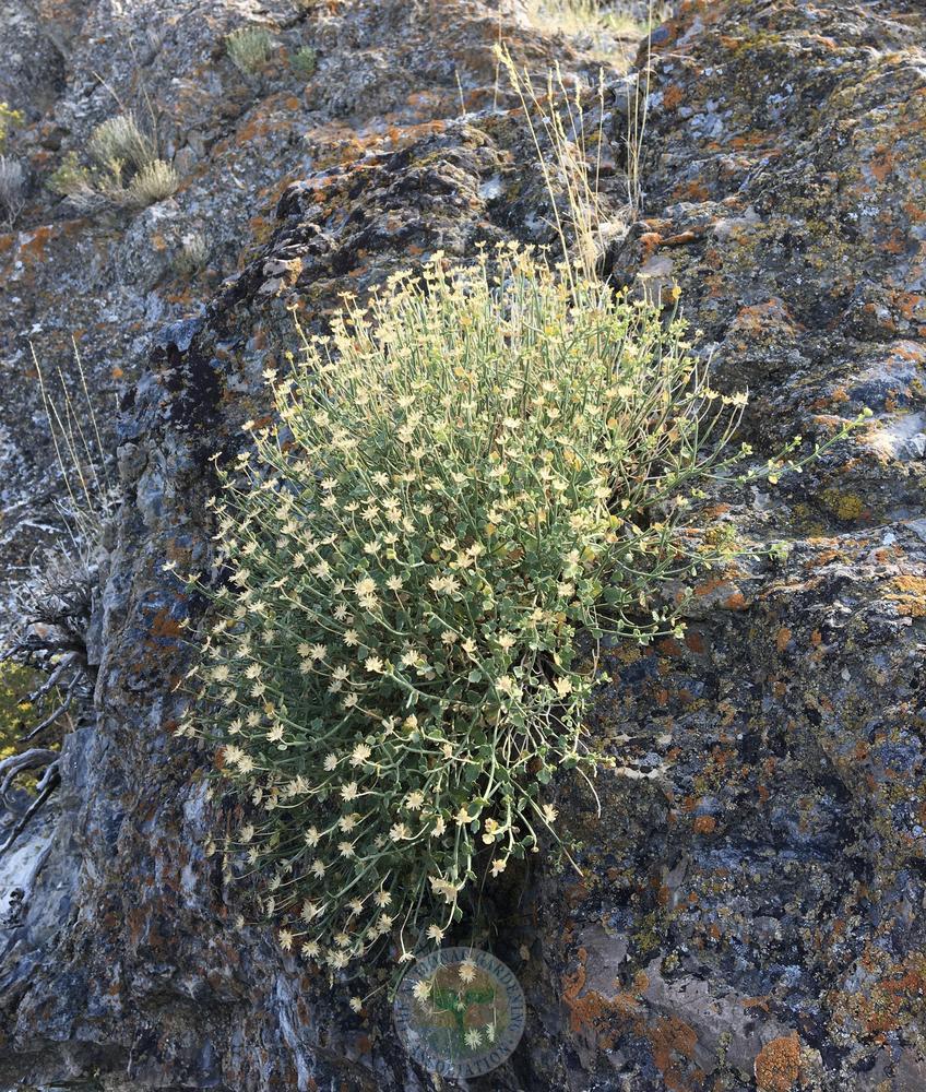 Photo of the entire plant of Stansbury's Rock Daisy (Perityle ...