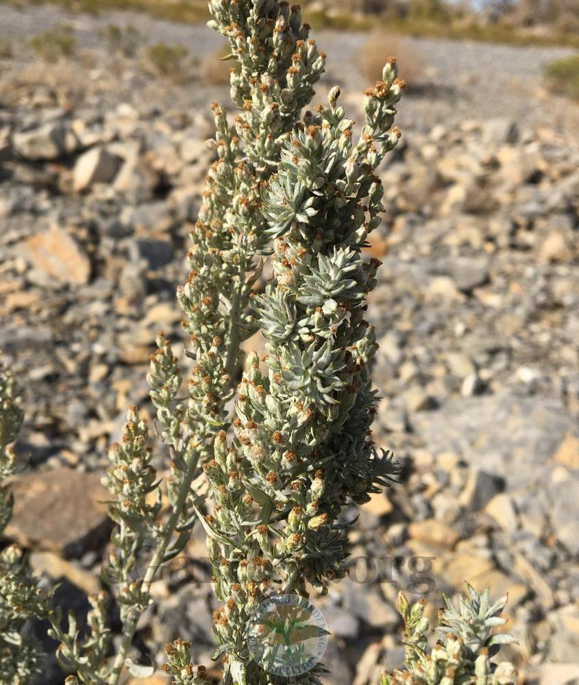 Photo of the bloom of White Sagebrush (Artemisia ludoviciana subsp ...