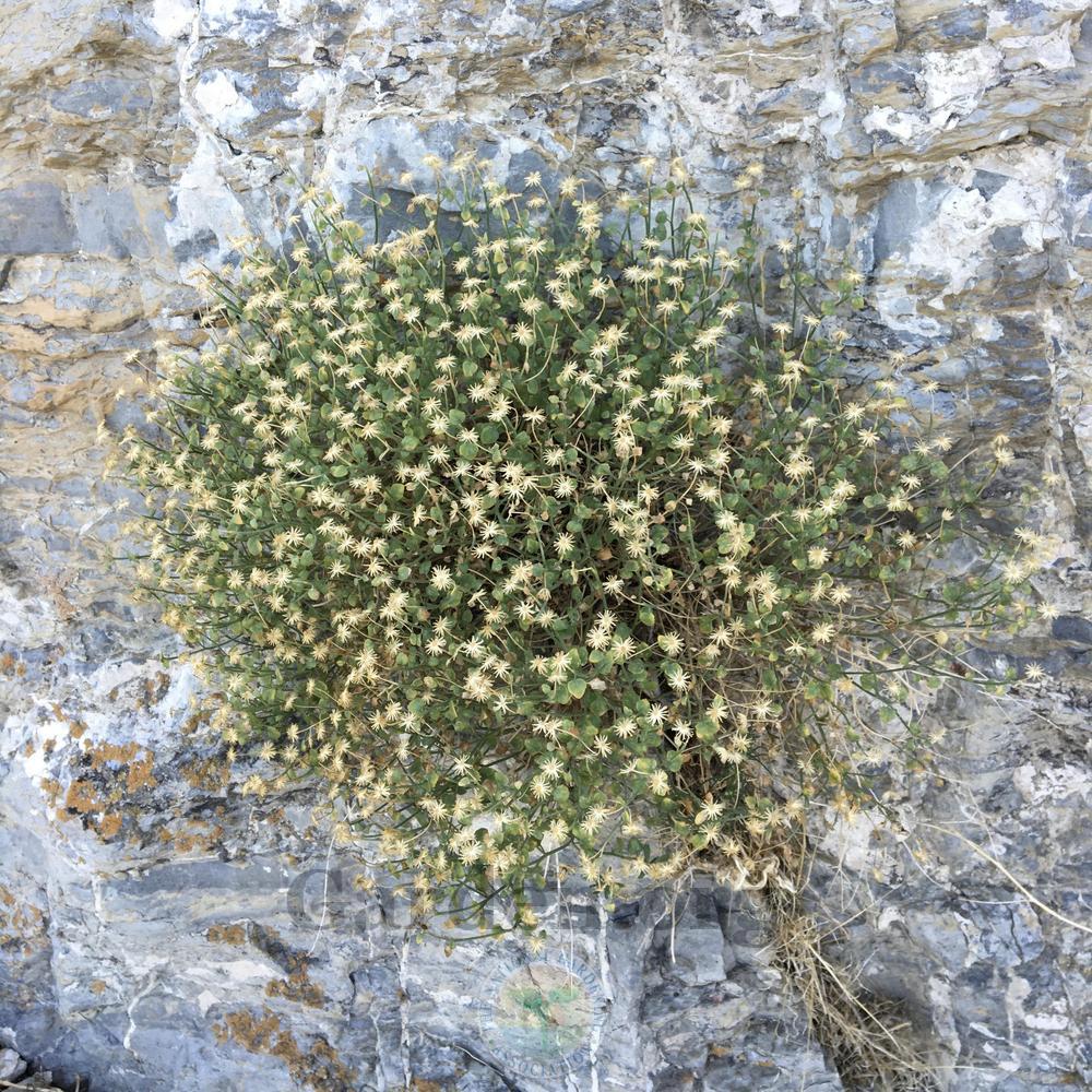 Photo of the entire plant of Stansbury's Rock Daisy (Perityle ...