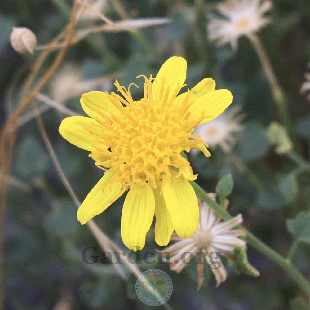 Photo of the bloom of Stansbury's Rock Daisy (Perityle stansburyi ...