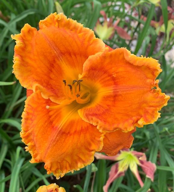 Photo of the bloom of Daylily (Hemerocallis 'Sun Scream') posted by ...