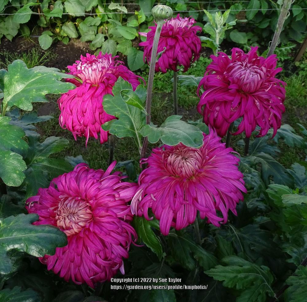 Photo of the bloom of Mum (Chrysanthemum 'Thoroughbred') posted by ...
