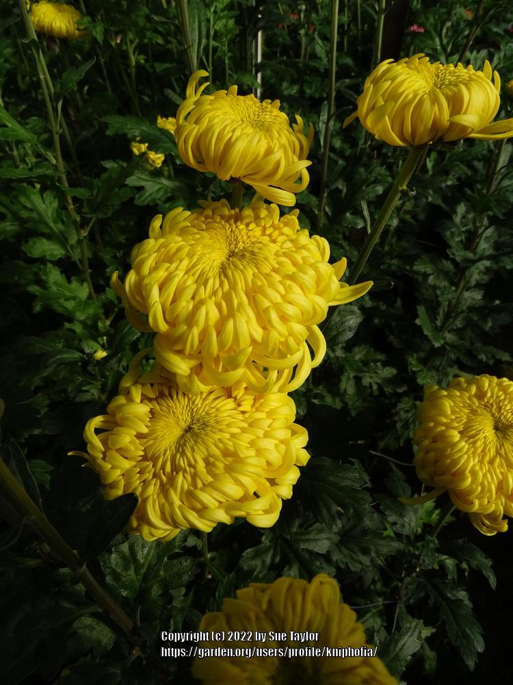 Photo of the bloom of Incurved Mum (Chrysanthemum 'Peter Rowe') posted ...