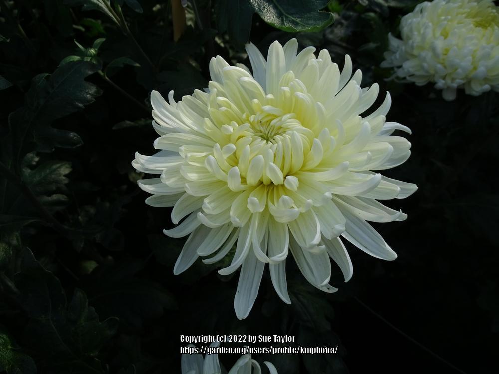 Early-Flowering Intermediate Chrysanthemum (Chrysanthemum 'White ...