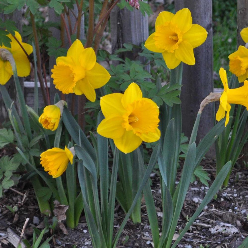 Naturalizing with Spring Bulbs - Garden.org