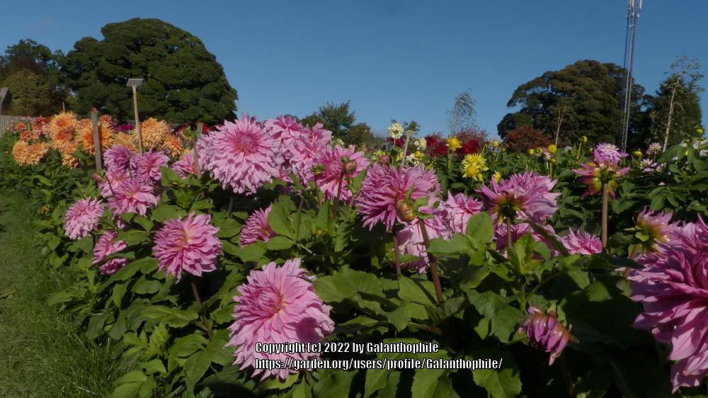 Photo of the bloom of Dahlia 'Hamari Girl' posted by Galanthophile ...