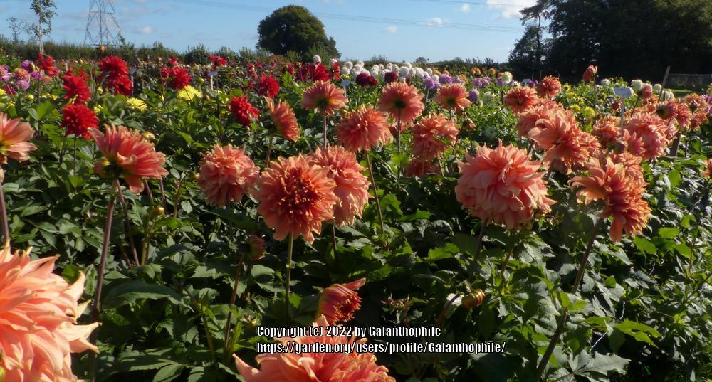 Photo of the bloom of Dahlia 'Fairway Spur' posted by Galanthophile ...