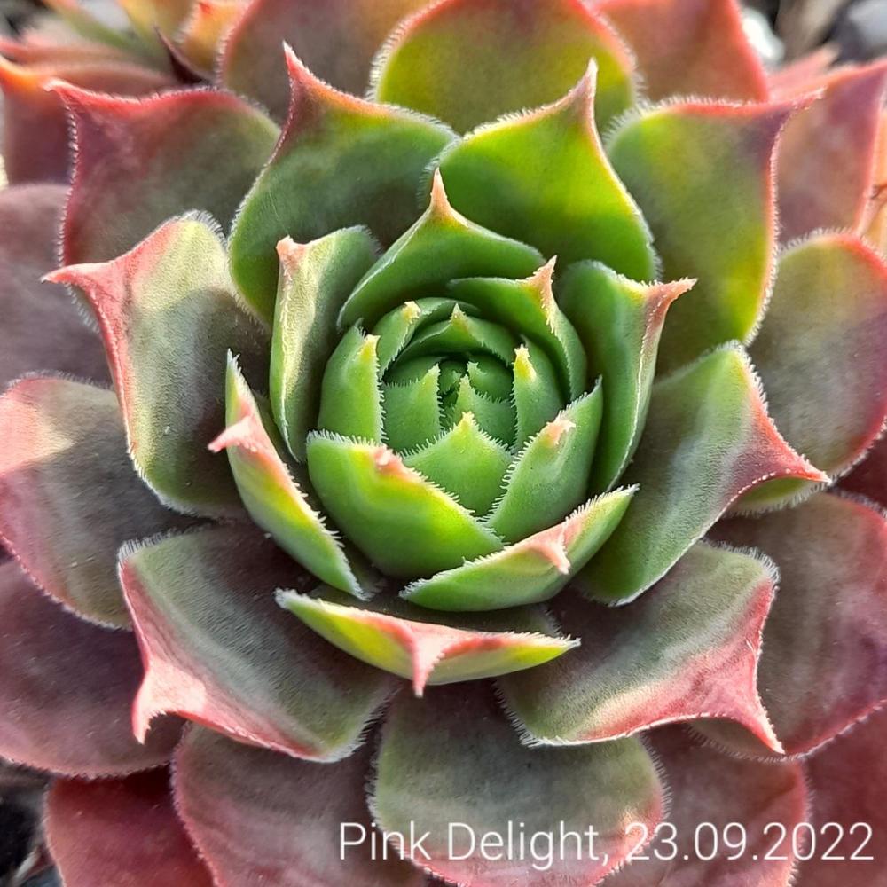 Photo of the entire plant of Houseleek (Sempervivum 'Pink Delight ...
