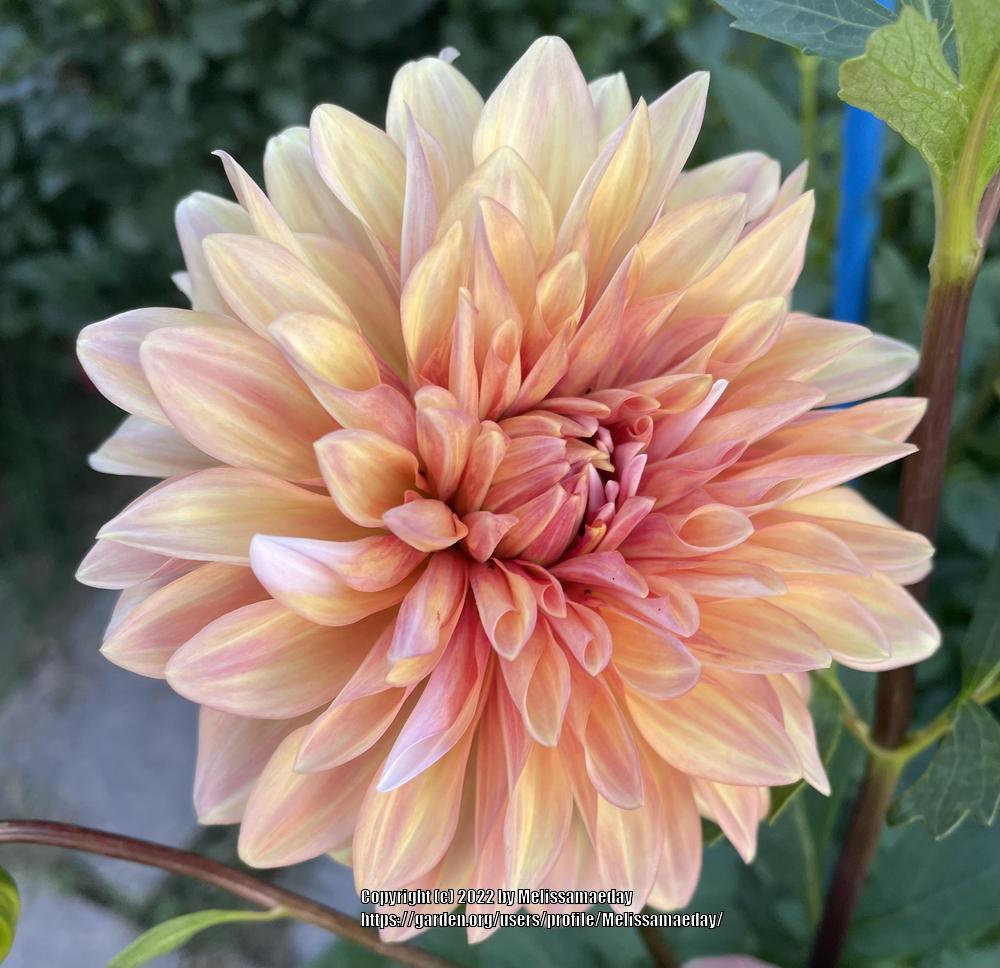 Dahlia 'Echo Felicia' in the Dahlias Database - Garden.org
