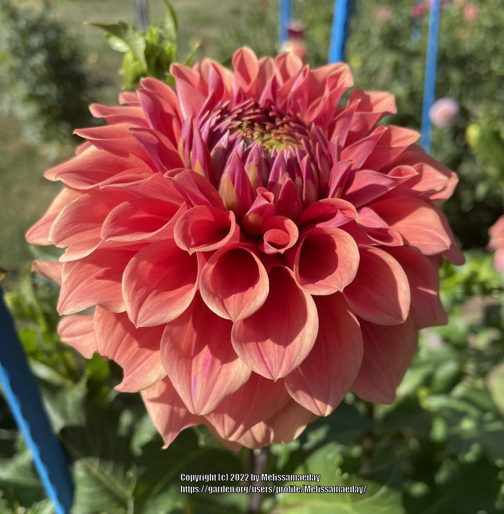 Photo of the bloom of Dahlia 'Hy Patti' posted by Melissamaeday ...