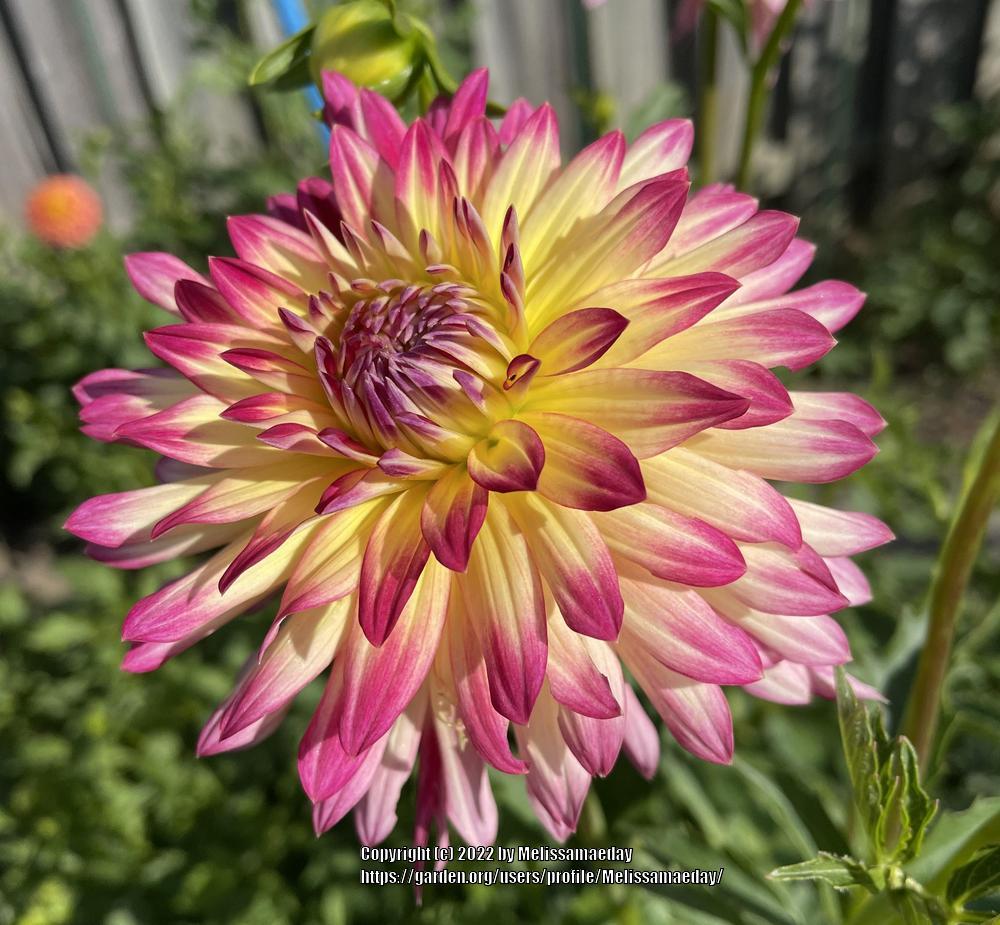 Photo of the bloom of Dahlia 'Maks Kaleidoscope' posted by ...