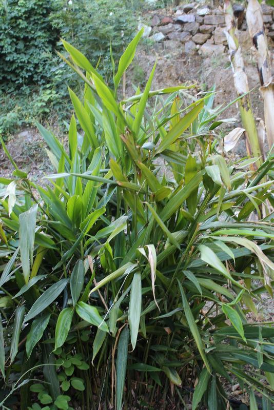 Photo of the entire plant of Greater Galangal (Alpinia galanga) posted ...