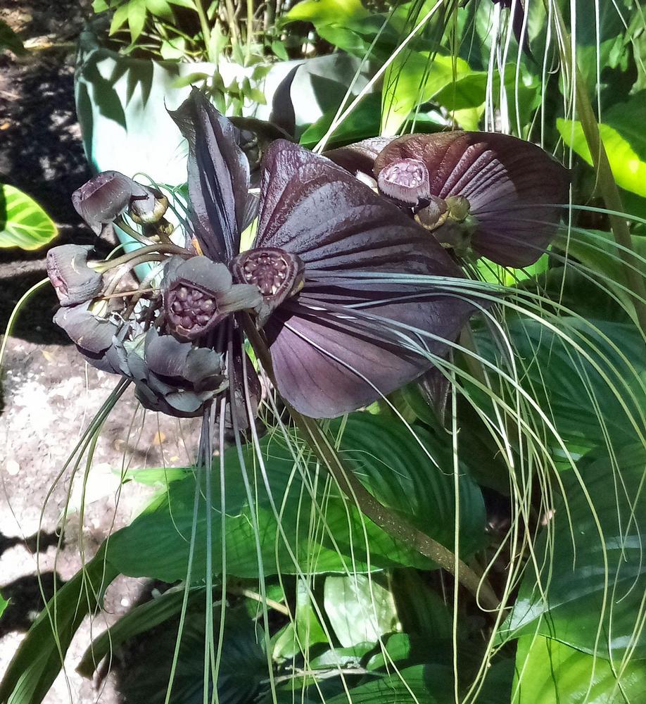 Photo of the bloom of Bat Flower (Tacca chantrieri) posted by ...