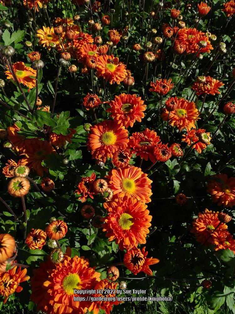 Photo of the bloom of Spray Mum (Chrysanthemum 'Hoagy') posted by ...