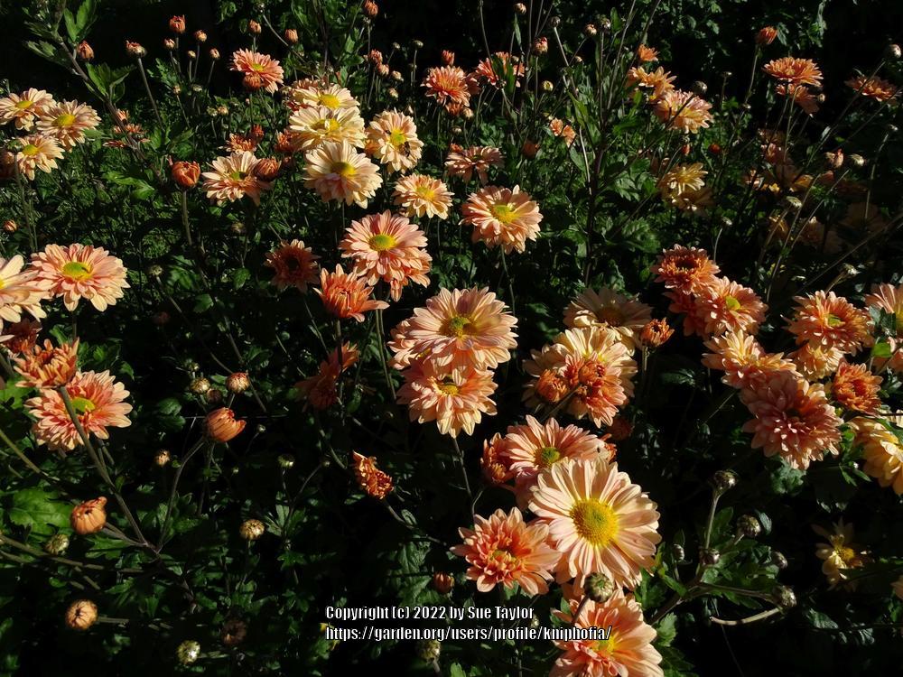 Photo of the entire plant of Spray Chrysanthemum (Chrysanthemum 'Honey ...