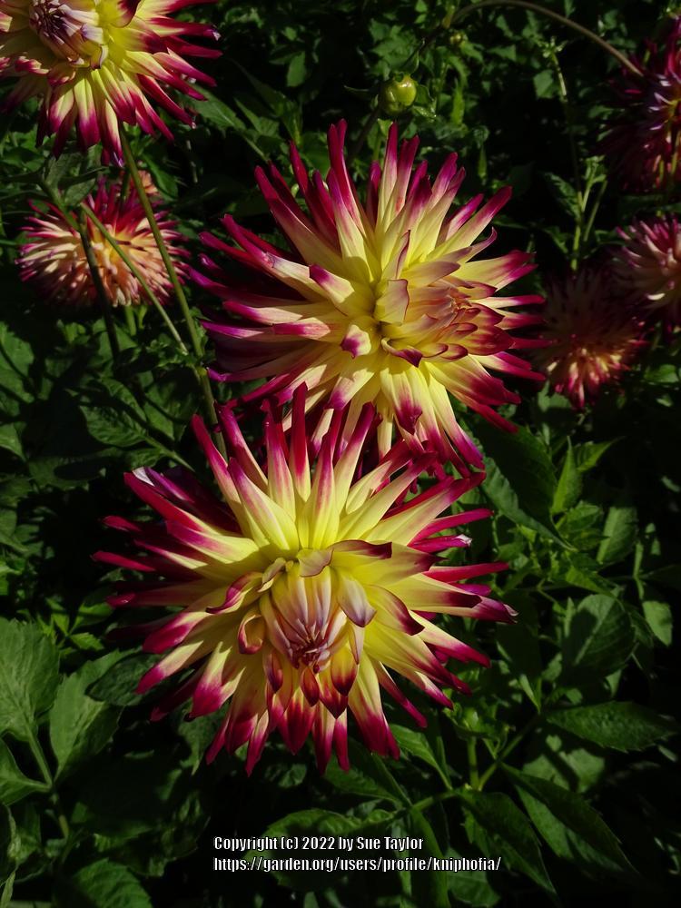 Photo of the bloom of Dahlia 'Josudi Sunburst' posted by kniphofia ...