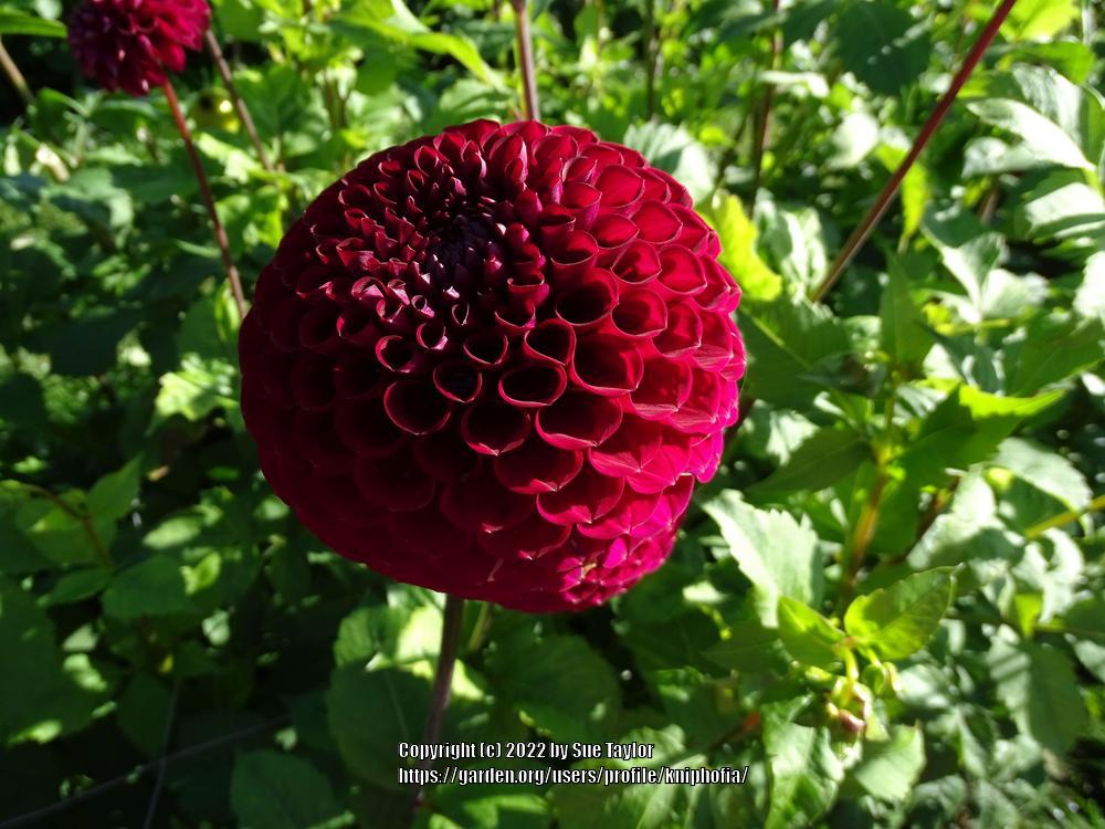 Photo of the bloom of Dahlia 'Blyton Red Ace' posted by kniphofia ...