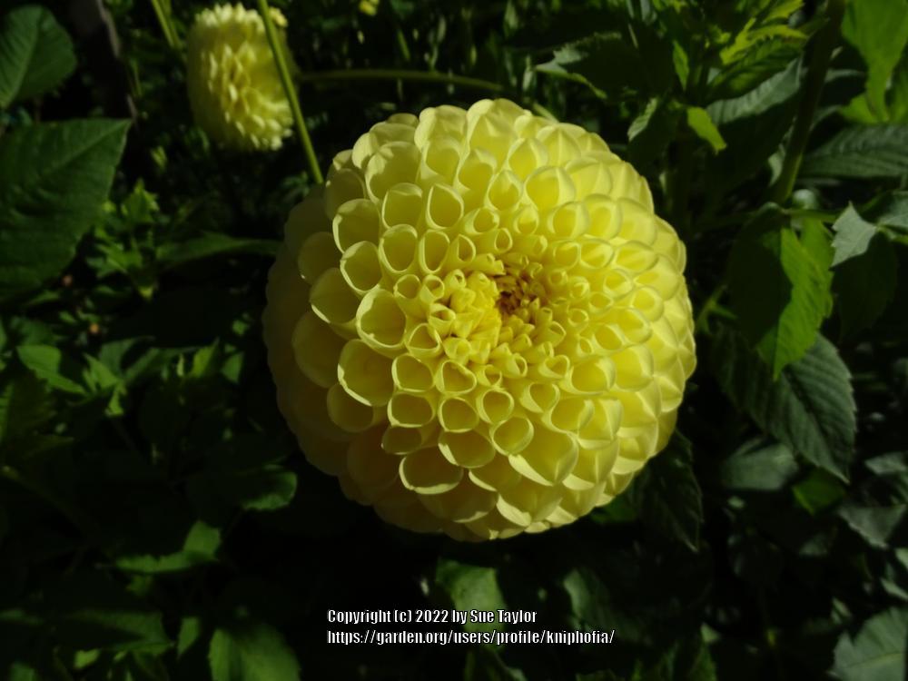 Photo of the bloom of Dahlia 'Ryecroft Laura' posted by kniphofia ...