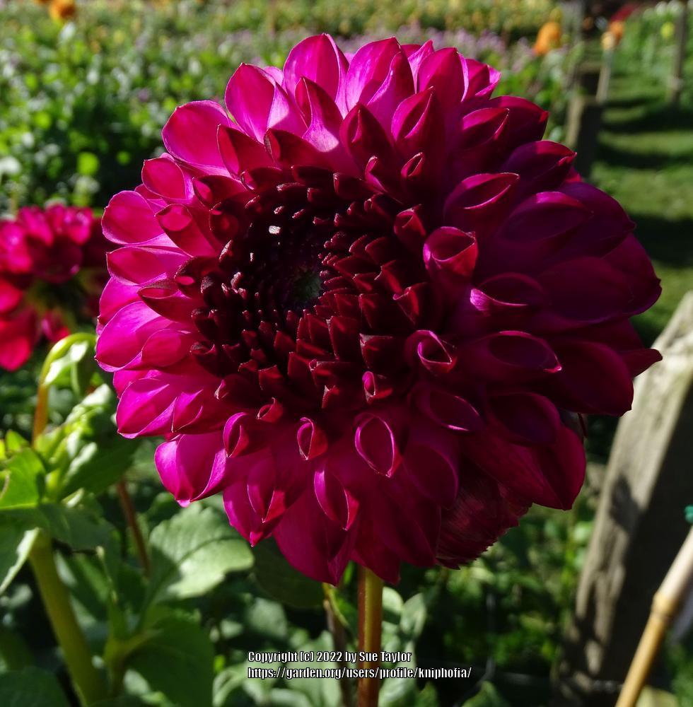 Photo of the bloom of Dahlia 'JS Dorothy Rose' posted by kniphofia ...