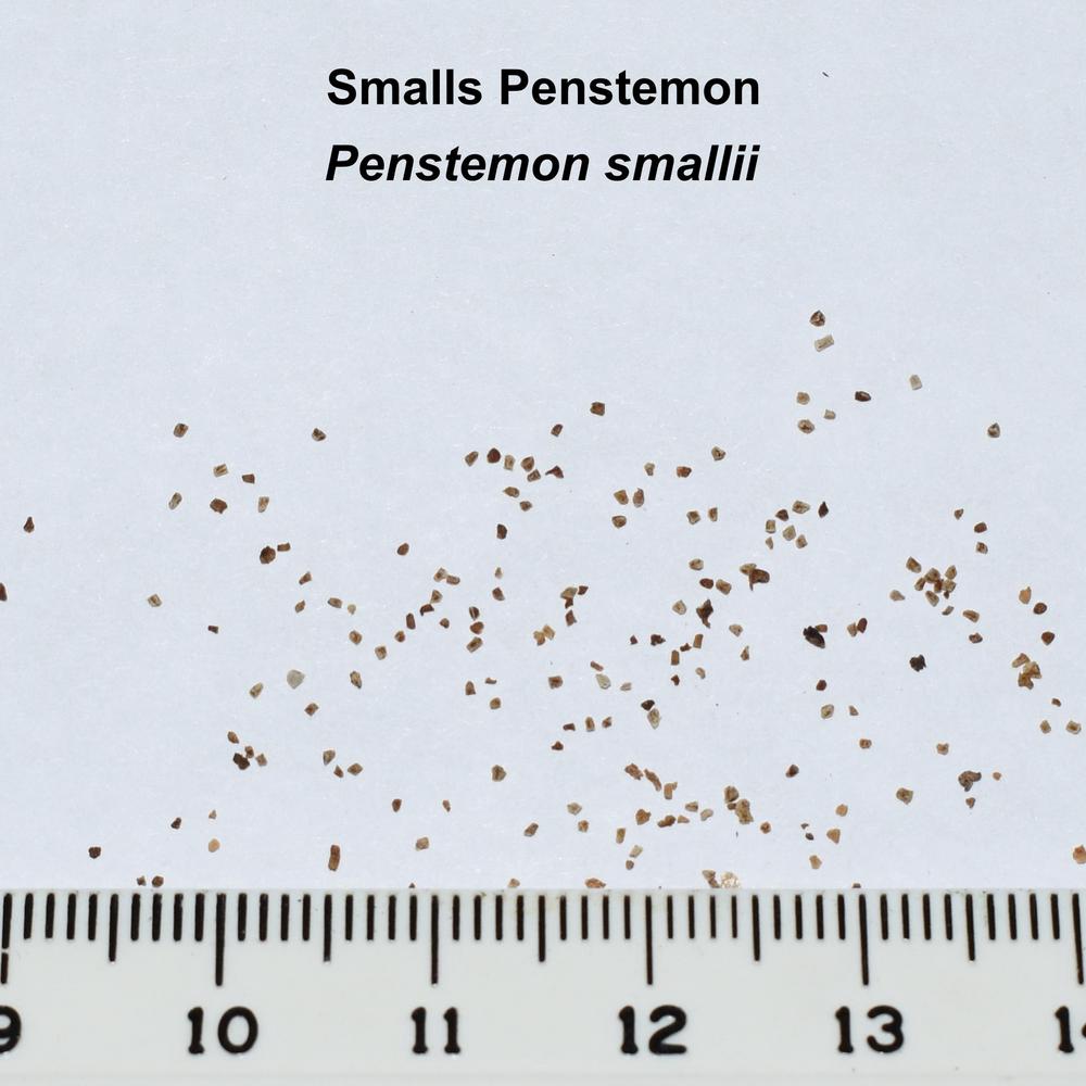 Photo of the seeds of Small's Beardtongue (Penstemon smallii) posted by ...