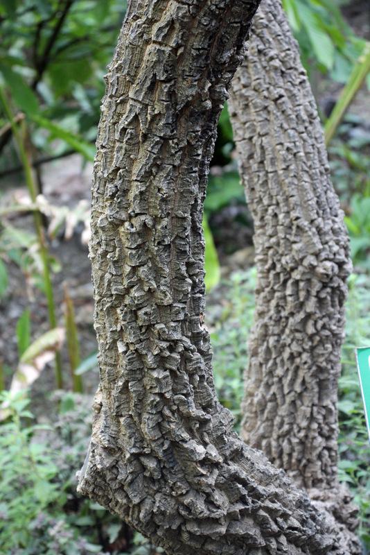 Photo of the stem, scape, stalk or bark of Sea Olive (Bontia daphnoides ...