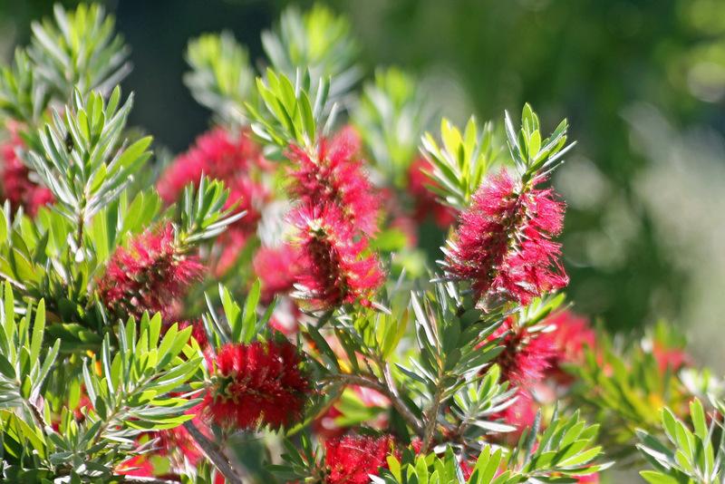 Photo of the bloom of Crimson Bottlebrush (Melaleuca citrina) posted by ...